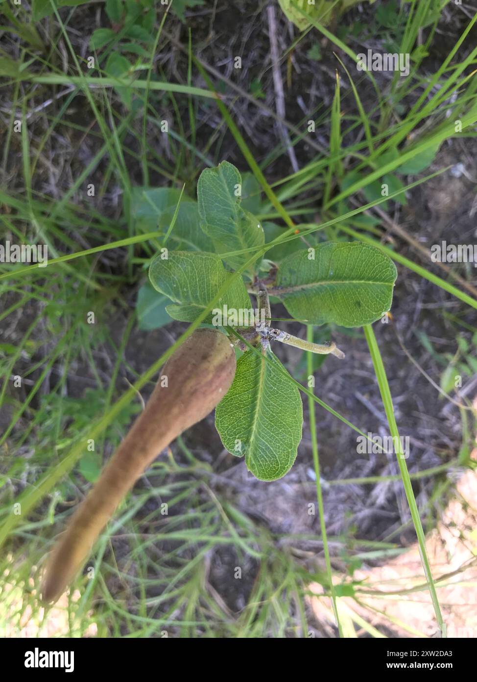 green comet milkweed (Asclepias viridiflora) Plantae Stock Photo - Alamy