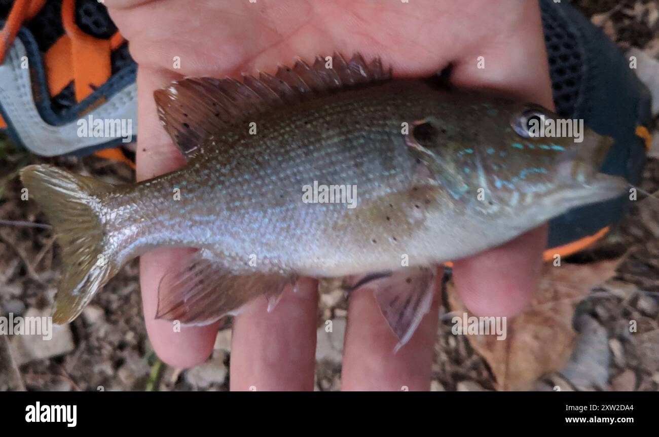 Green Sunfish (Lepomis cyanellus) Actinopterygii Stock Photo - Alamy