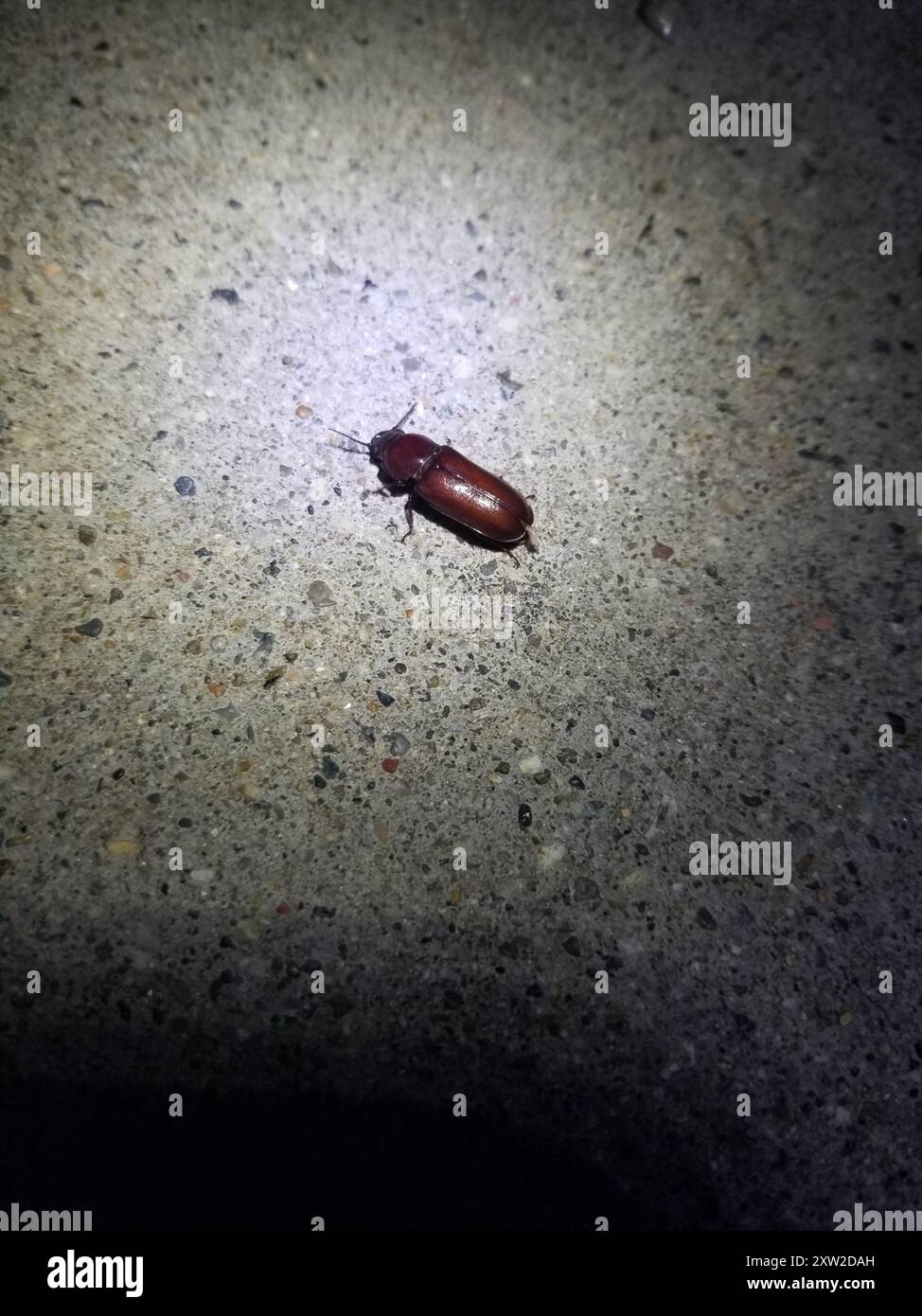 Pole Borer (Neandra brunnea) Insecta Stock Photo - Alamy