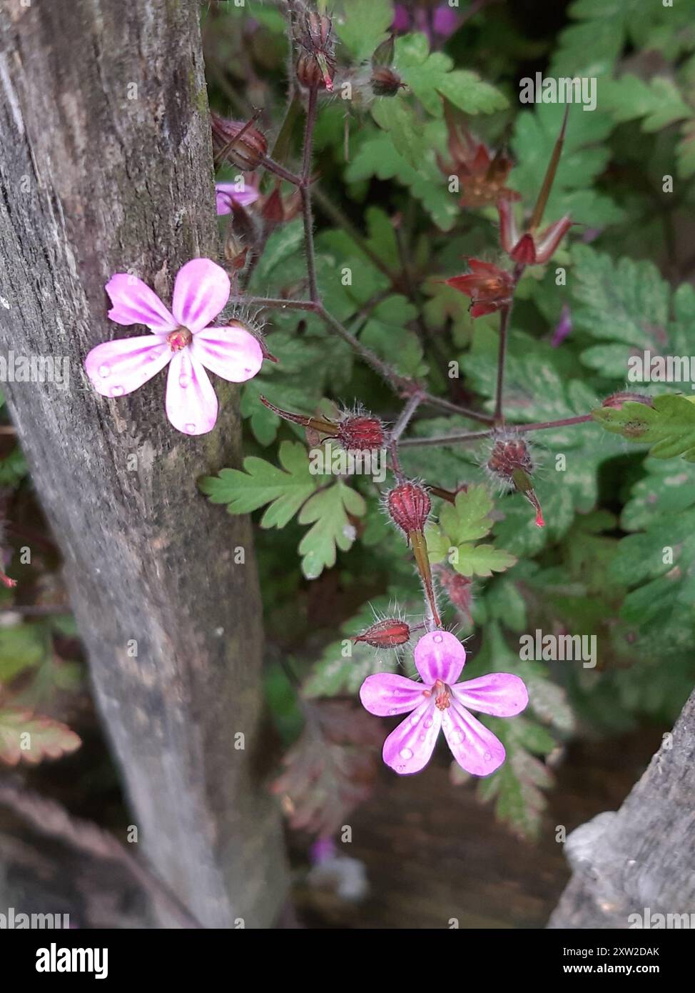 Herb Robert (Geranium robertianum) Plantae Stock Photo - Alamy