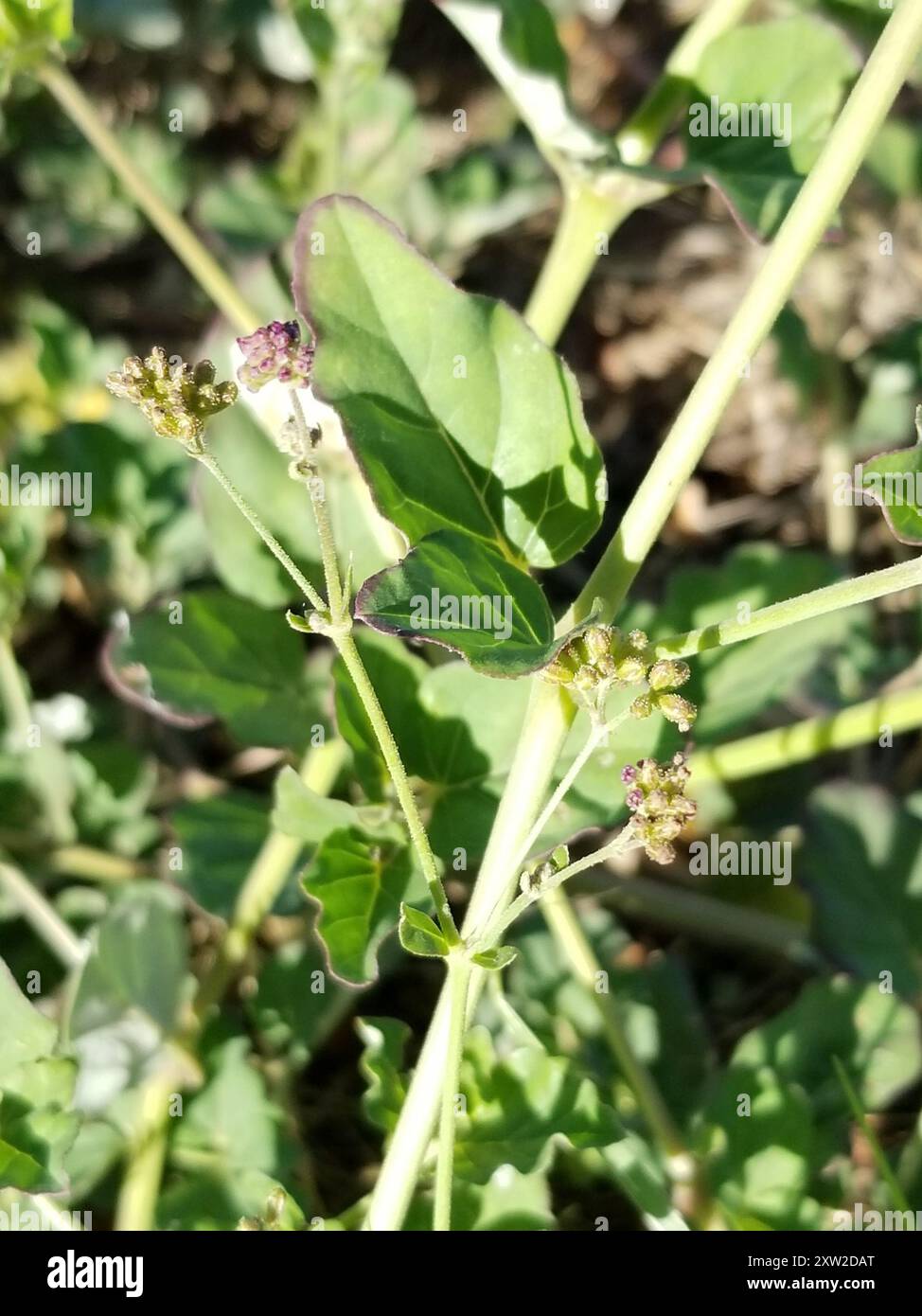 scarlet spiderling (Boerhavia coccinea) Plantae Stock Photo - Alamy