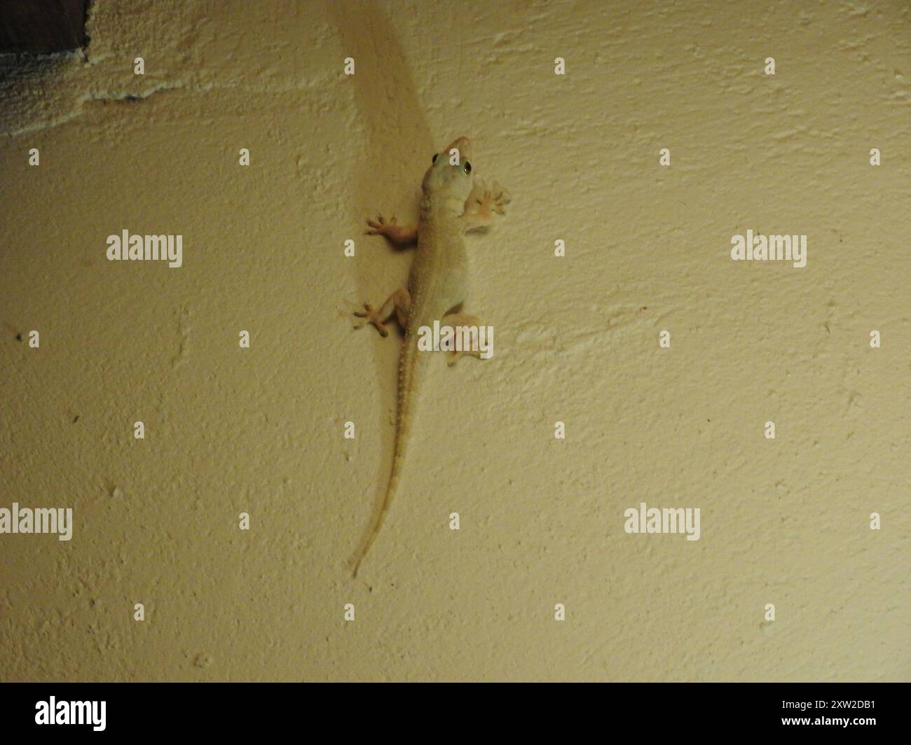 Tropical House Gecko (Hemidactylus mabouia) Reptilia Stock Photo - Alamy