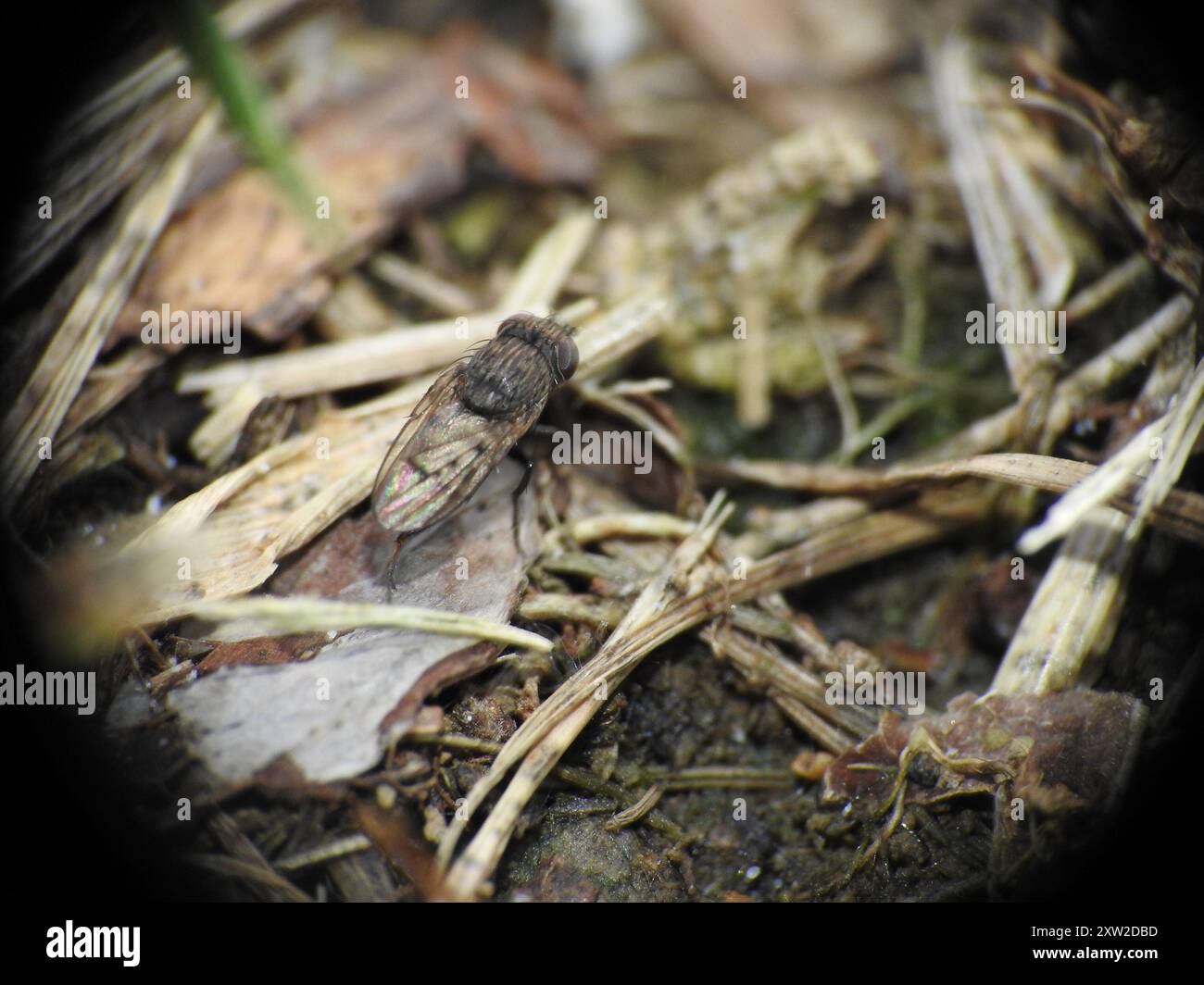 (Paralimna punctipennis) Insecta Stock Photo - Alamy