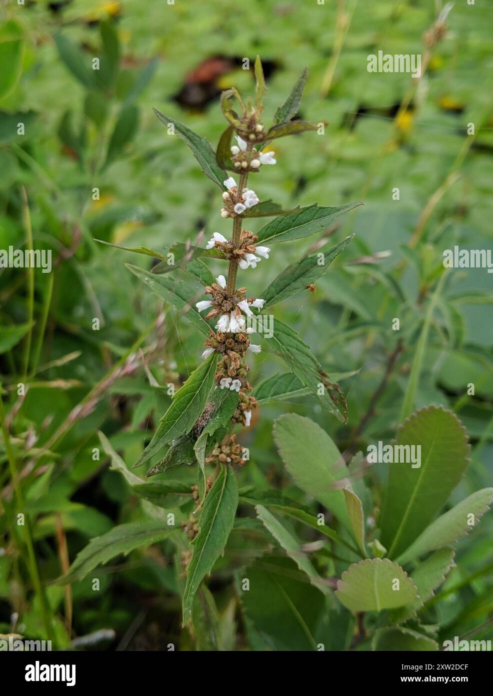 northern bugleweed (Lycopus uniflorus) Plantae Stock Photo - Alamy