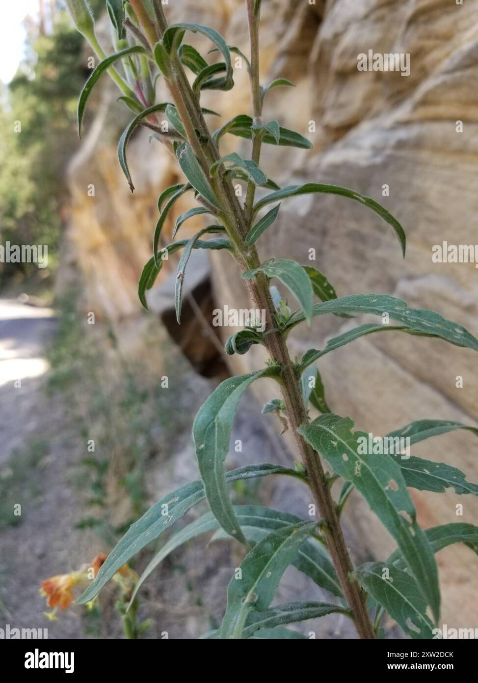 tall evening primrose (Oenothera elata) Plantae Stock Photo - Alamy