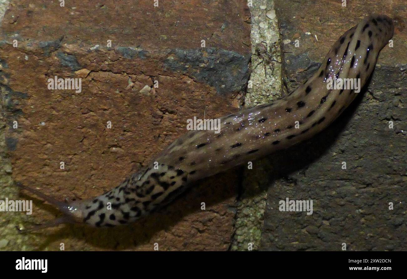 Leopard Slug (Limax maximus) Mollusca Stock Photo - Alamy