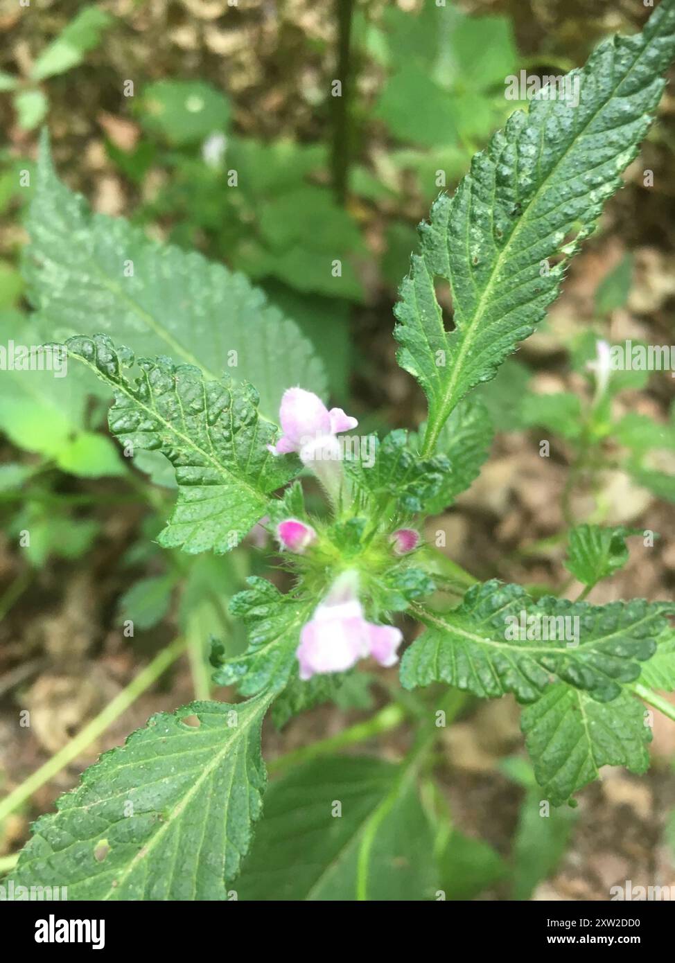 Common hemp-nettle (Galeopsis tetrahit) Plantae Stock Photo - Alamy
