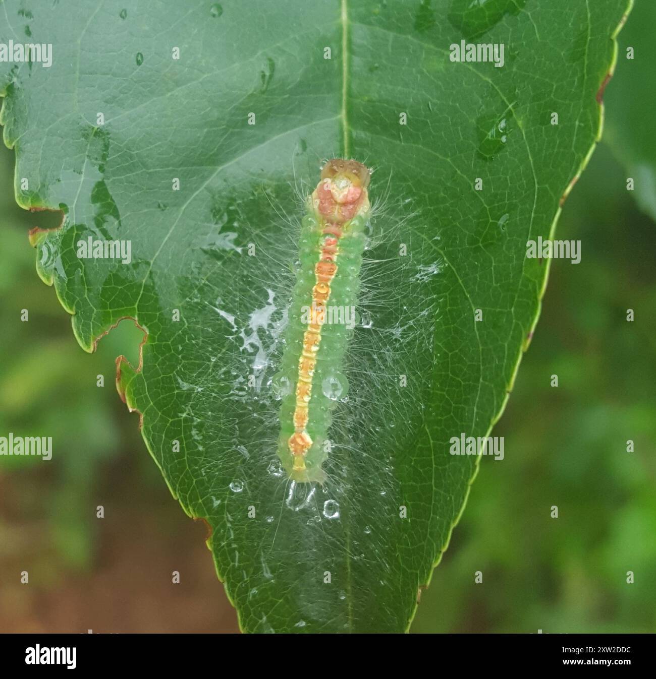 Cherry Dagger (Acronicta hasta) Insecta Stock Photo - Alamy