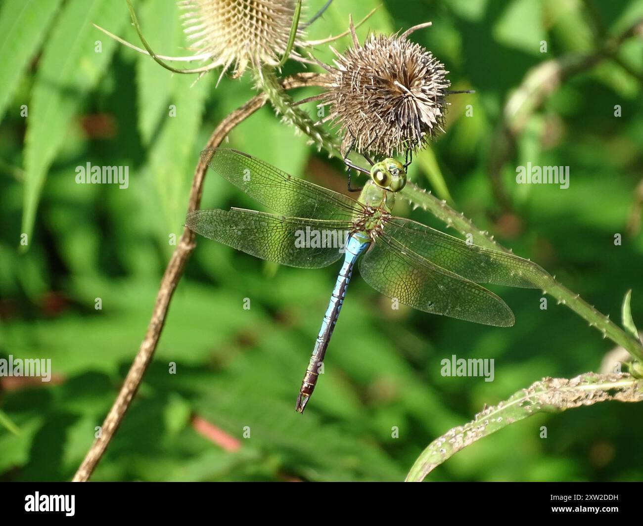 Common Green Darner (Anax junius) Insecta Stock Photo - Alamy