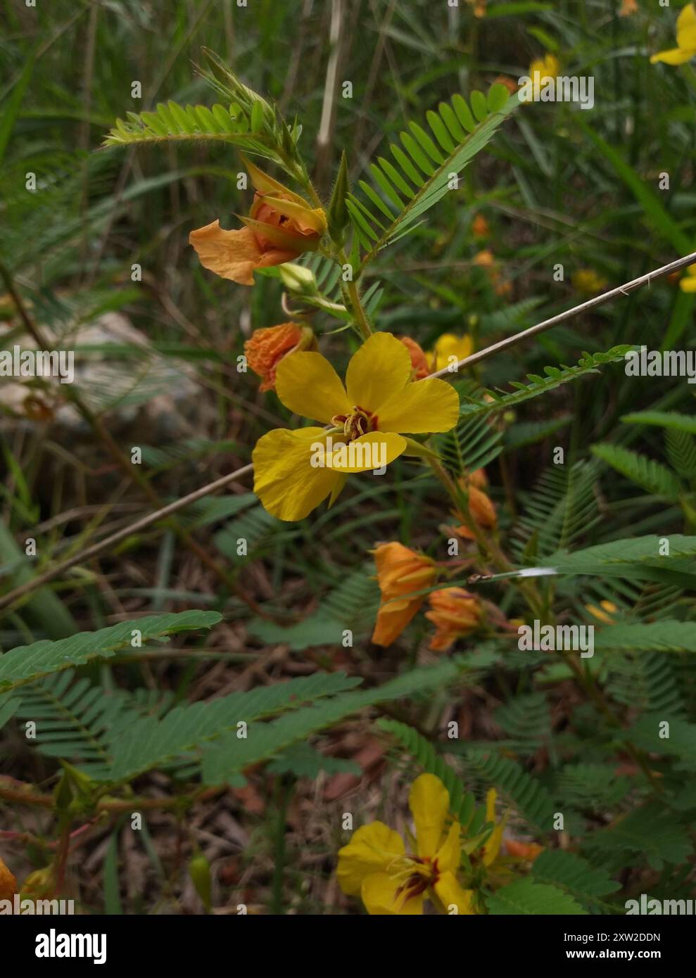 partridge pea (Chamaecrista fasciculata) Plantae Stock Photo - Alamy
