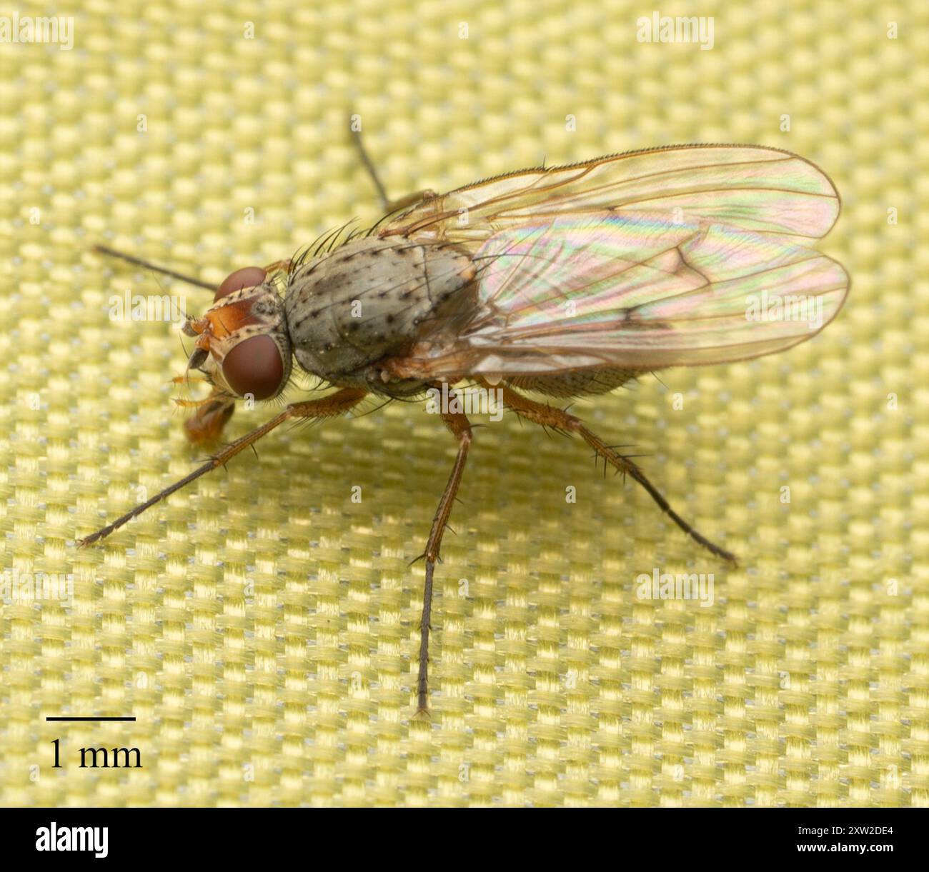 Root-maggot Flies (Anthomyiidae) Insecta Stock Photo - Alamy