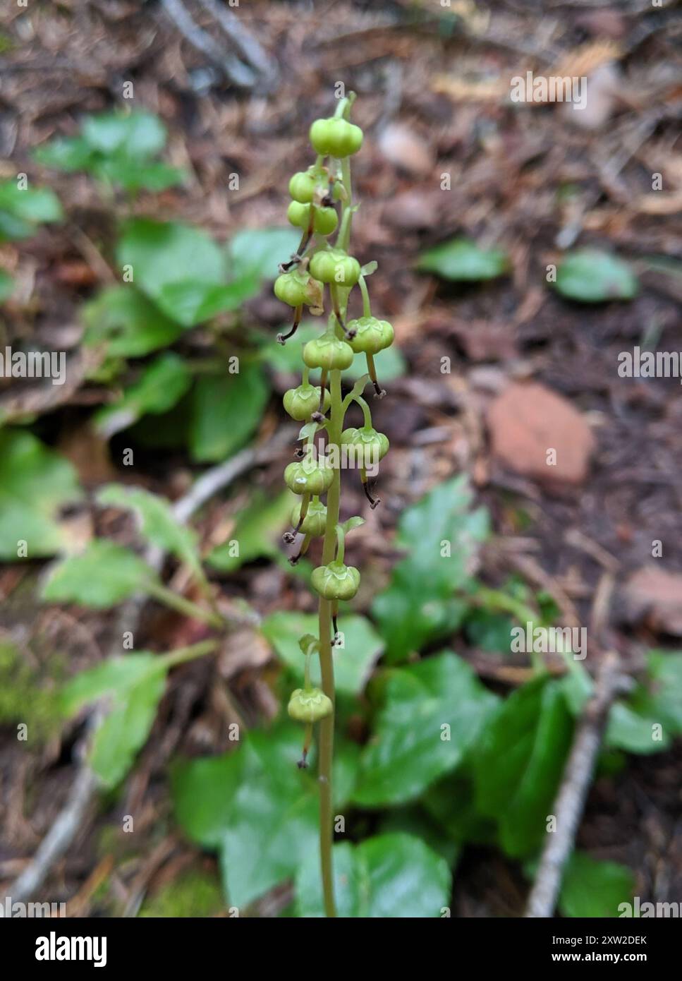one-sided wintergreen (Orthilia secunda) Plantae Stock Photo - Alamy