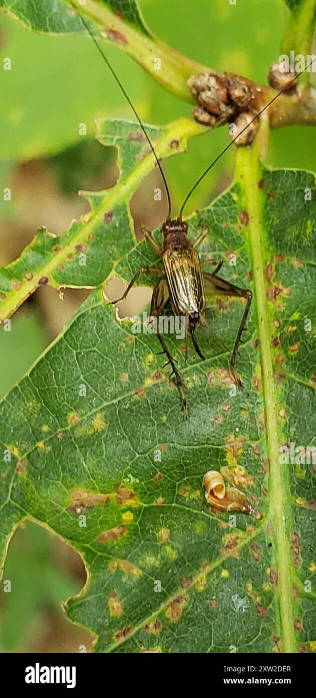 Brown Sword-tail Crickets (Anaxipha) Insecta Stock Photo - Alamy