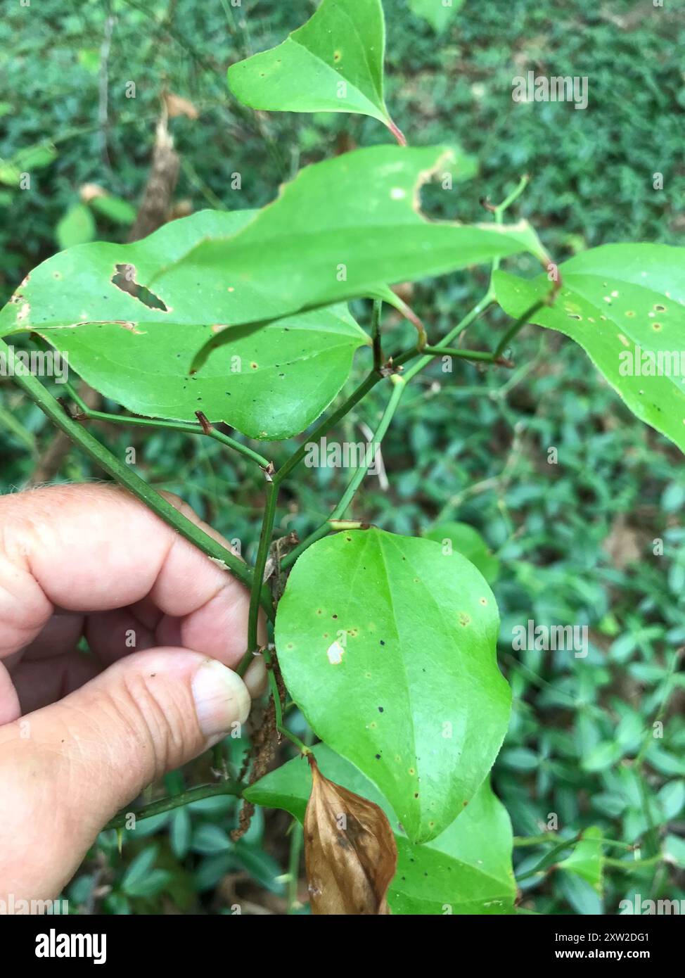 roundleaf greenbrier (Smilax rotundifolia) Plantae Stock Photo - Alamy