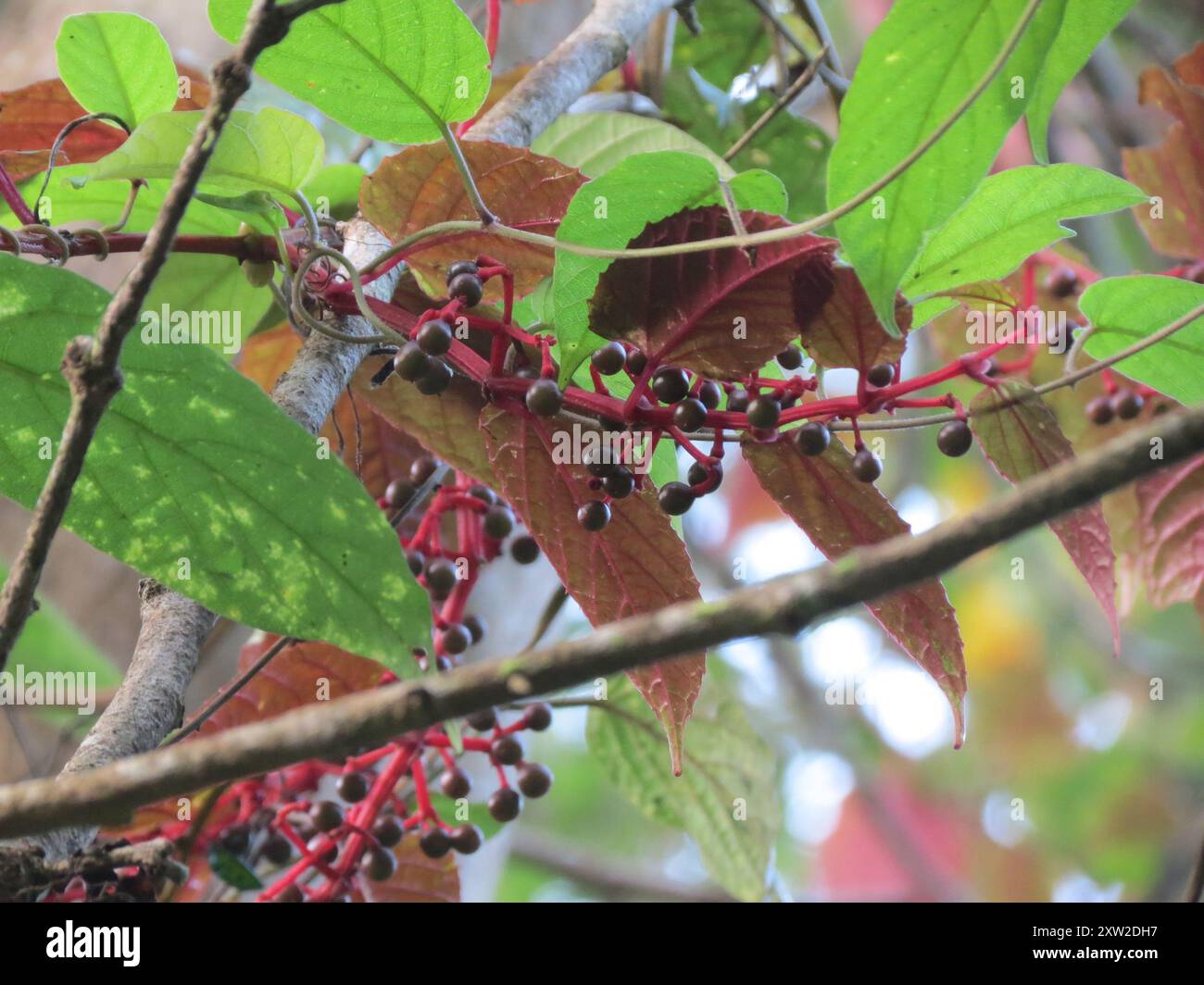 Begonia Vine (Cissus discolor) Plantae Stock Photo - Alamy