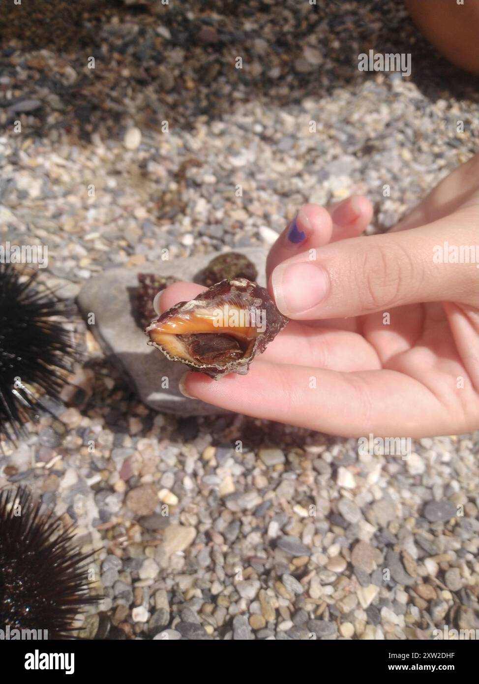Red-mouthed Dog Winkle (Stramonita haemastoma) Mollusca Stock Photo - Alamy