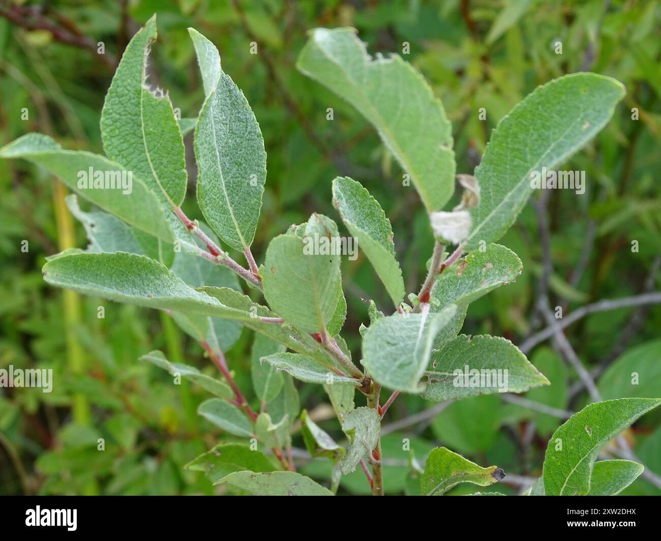 bebb's willow (Salix bebbiana) Plantae Stock Photo - Alamy