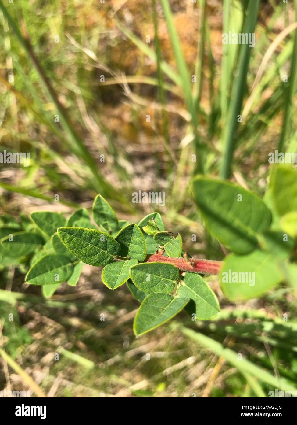 Little-leaf Tick-clover (Desmodium ciliare) Plantae Stock Photo - Alamy
