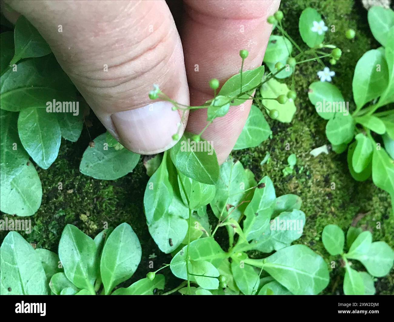 seaside brookweed (Samolus parviflorus) Plantae Stock Photo - Alamy