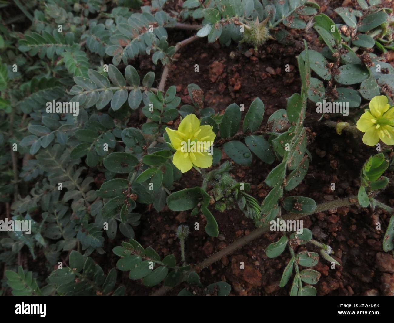 puncture vine (Tribulus terrestris) Plantae Stock Photo - Alamy