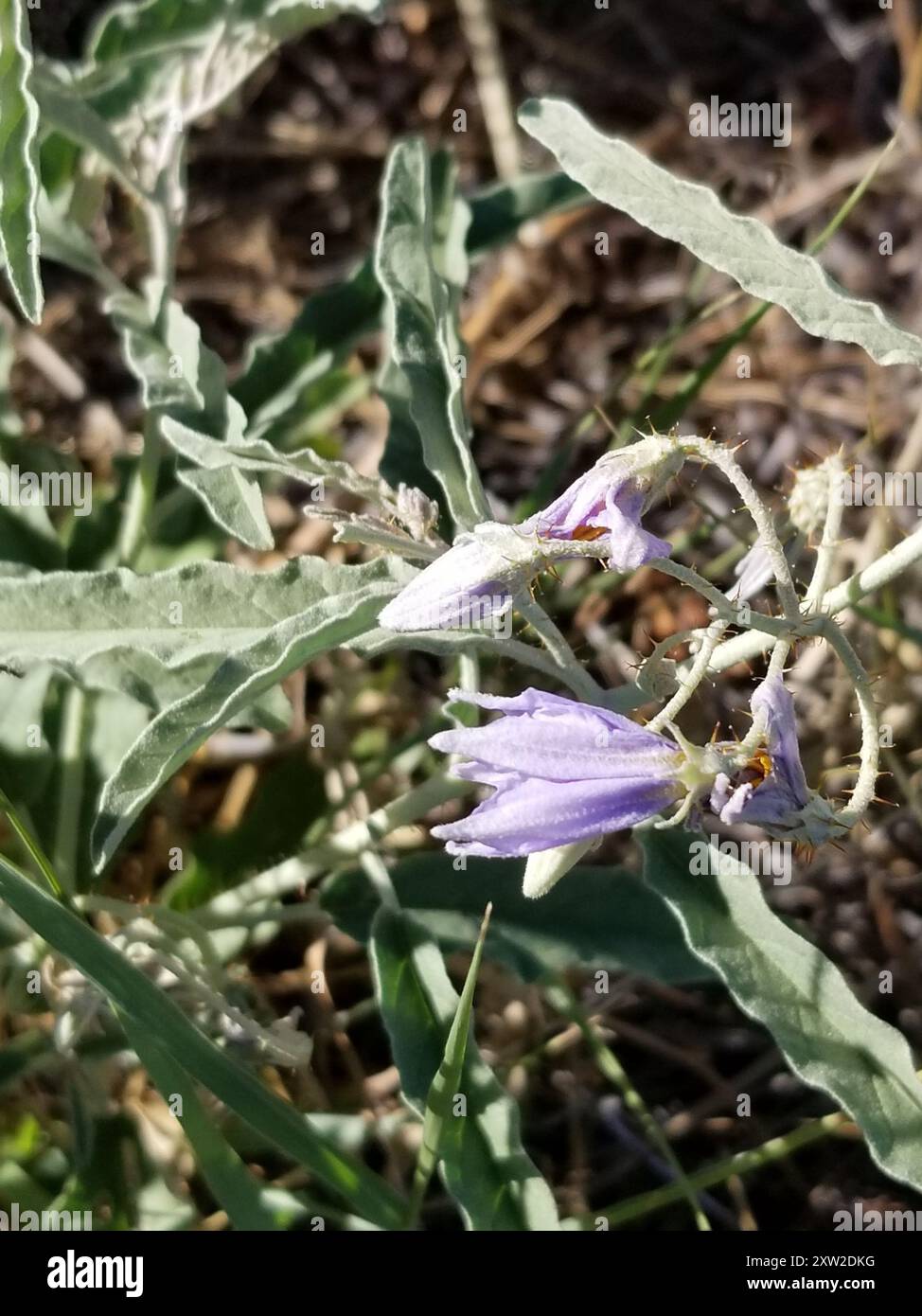 silverleaf nightshade (Solanum elaeagnifolium) Plantae Stock Photo - Alamy