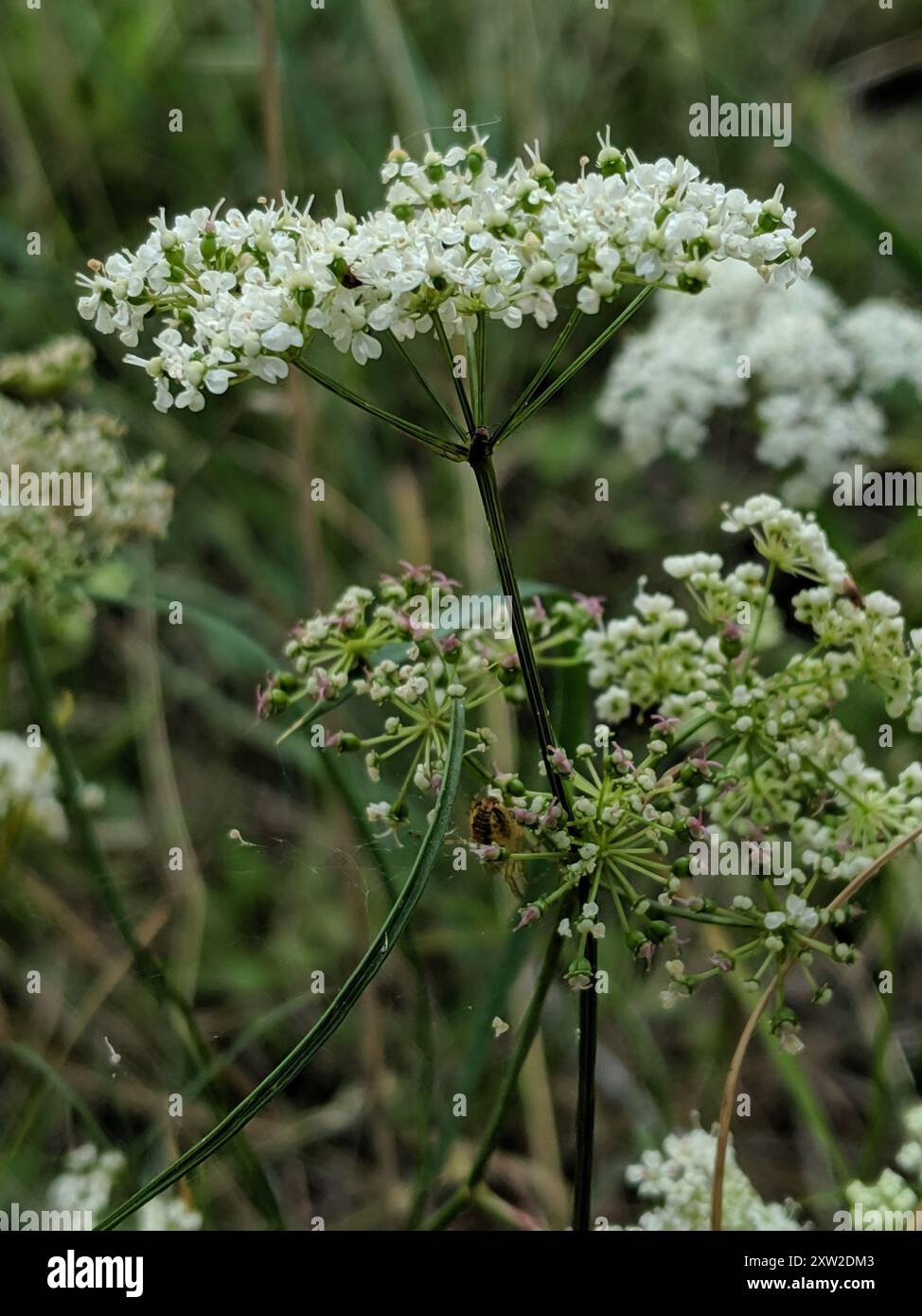 yampahs (Perideridia) Plantae Stock Photo - Alamy