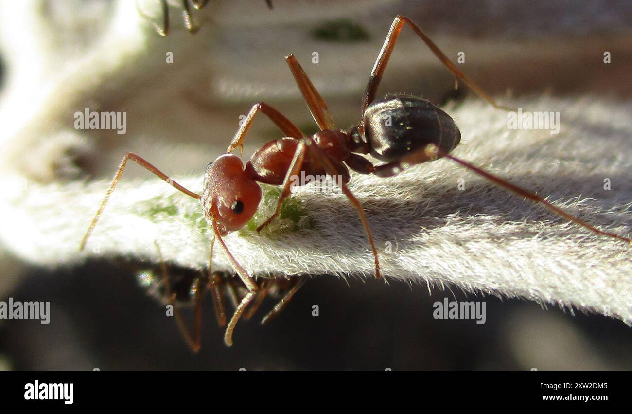 Large Pugnacious Ant (Anoplolepis custodiens) Insecta Stock Photo - Alamy