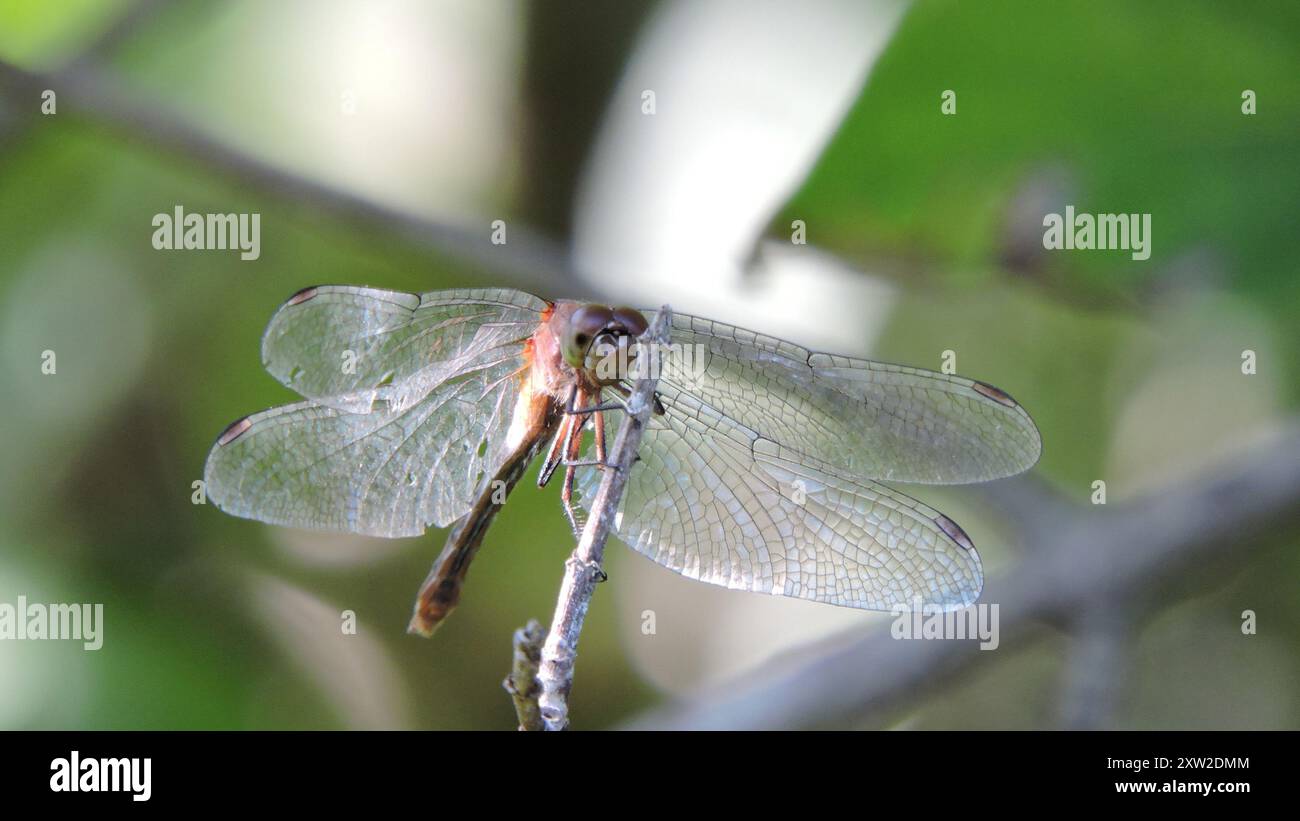 Meadowhawks (Sympetrum) Insecta Stock Photo - Alamy