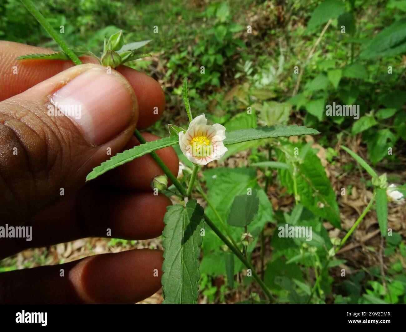 Cuban jute (Sida rhombifolia) Plantae Stock Photo - Alamy