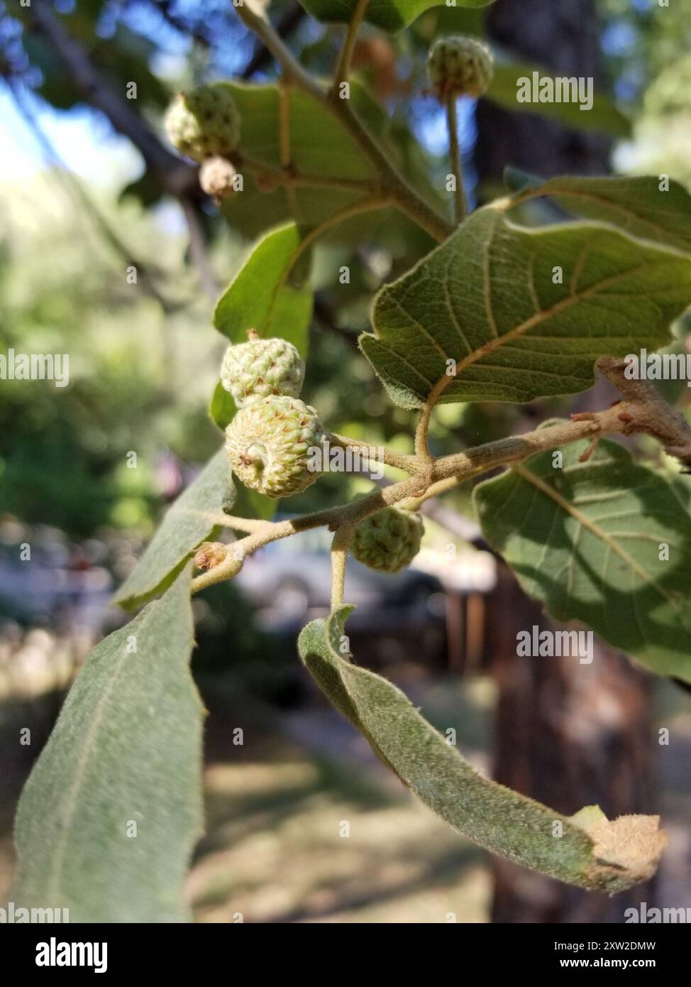 gray oak (Quercus grisea) Plantae Stock Photo - Alamy