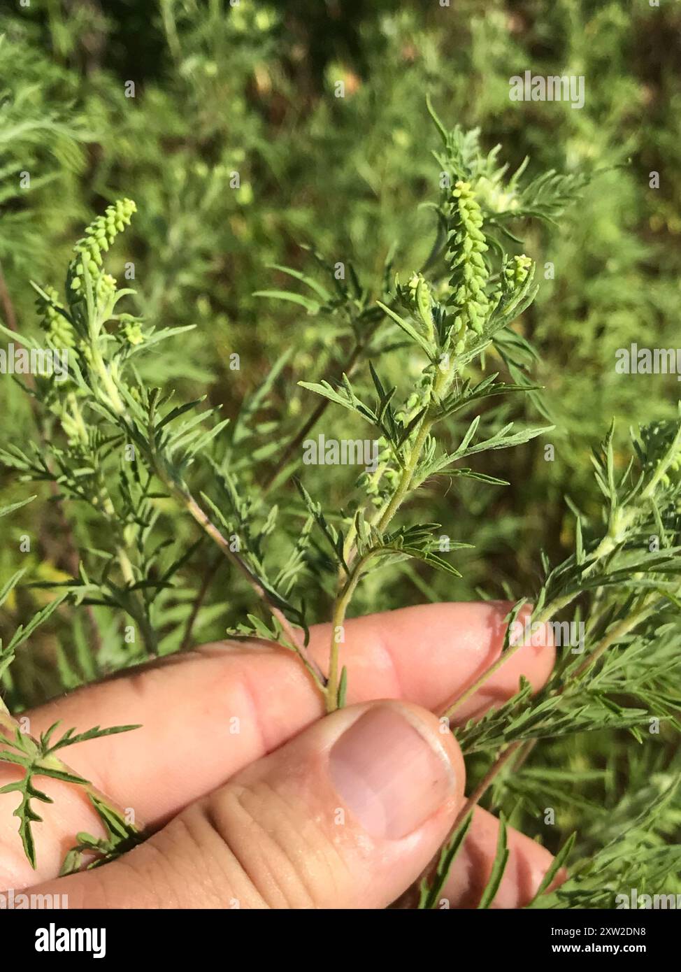 common ragweed (Ambrosia artemisiifolia) Plantae Stock Photo - Alamy