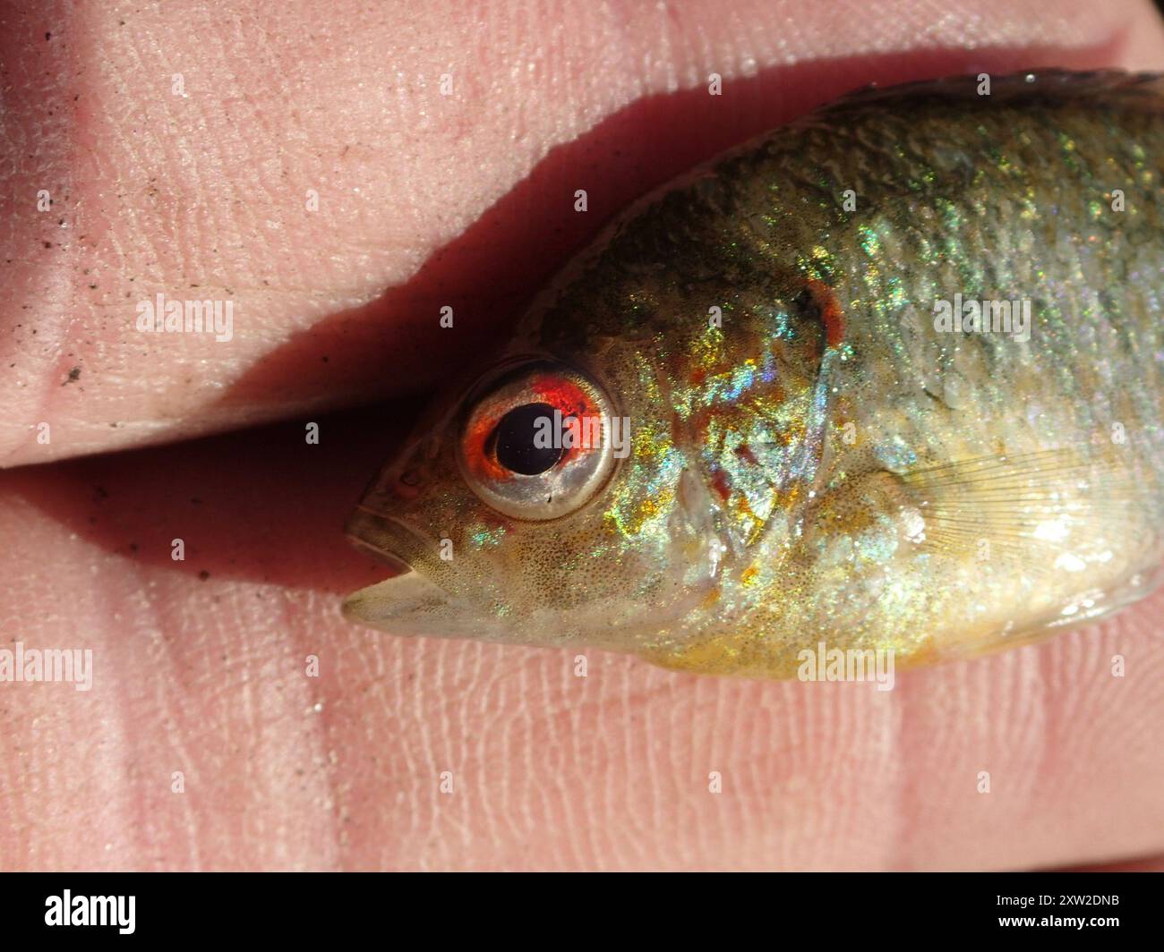 Northern Sunfish (Lepomis peltastes) Actinopterygii Stock Photo - Alamy