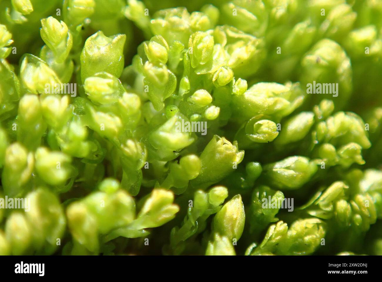 Earth-cup Flapwort (Nardia geoscyphus) Plantae Stock Photo - Alamy