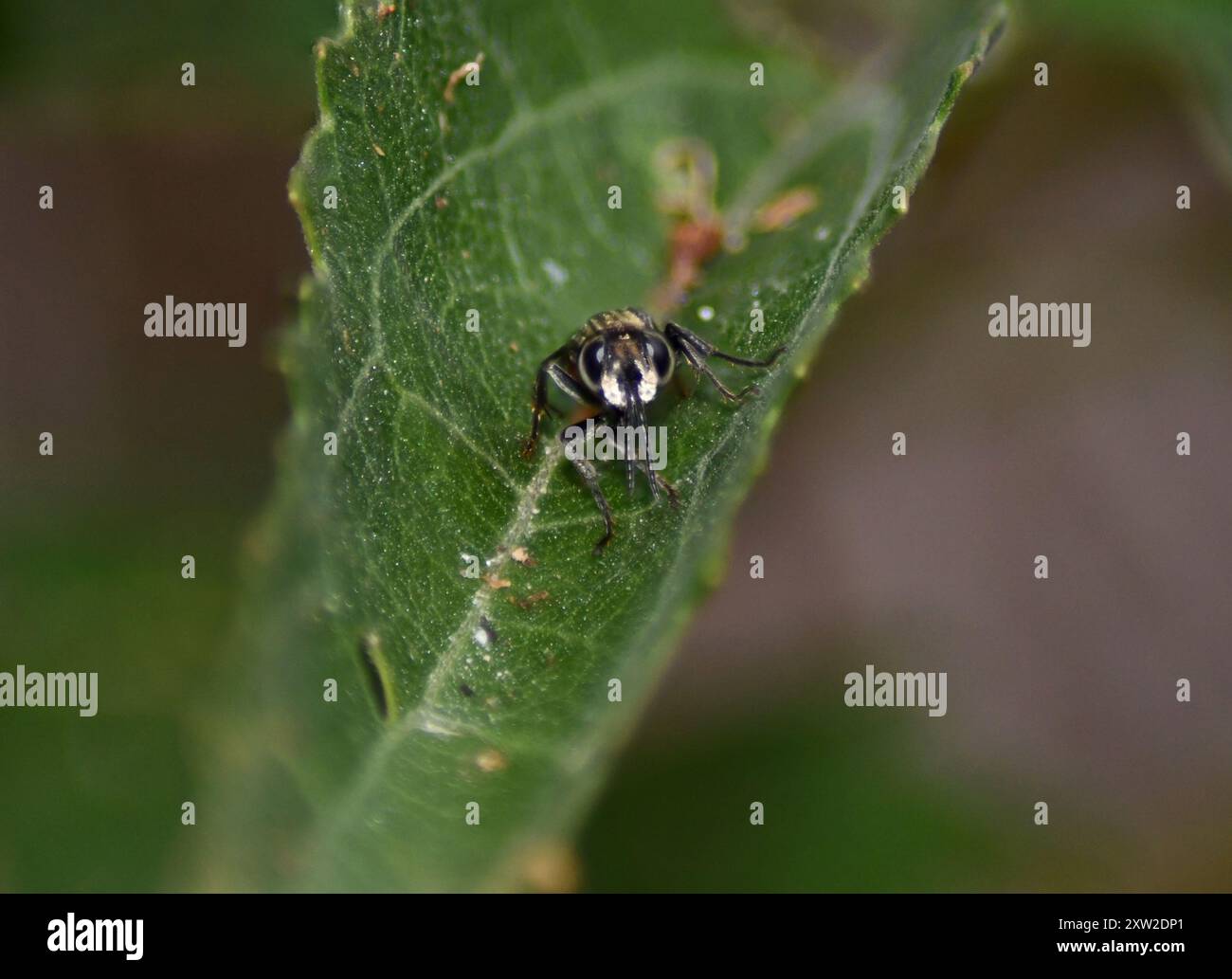 Larra bicolor hi-res stock photography and images - Alamy