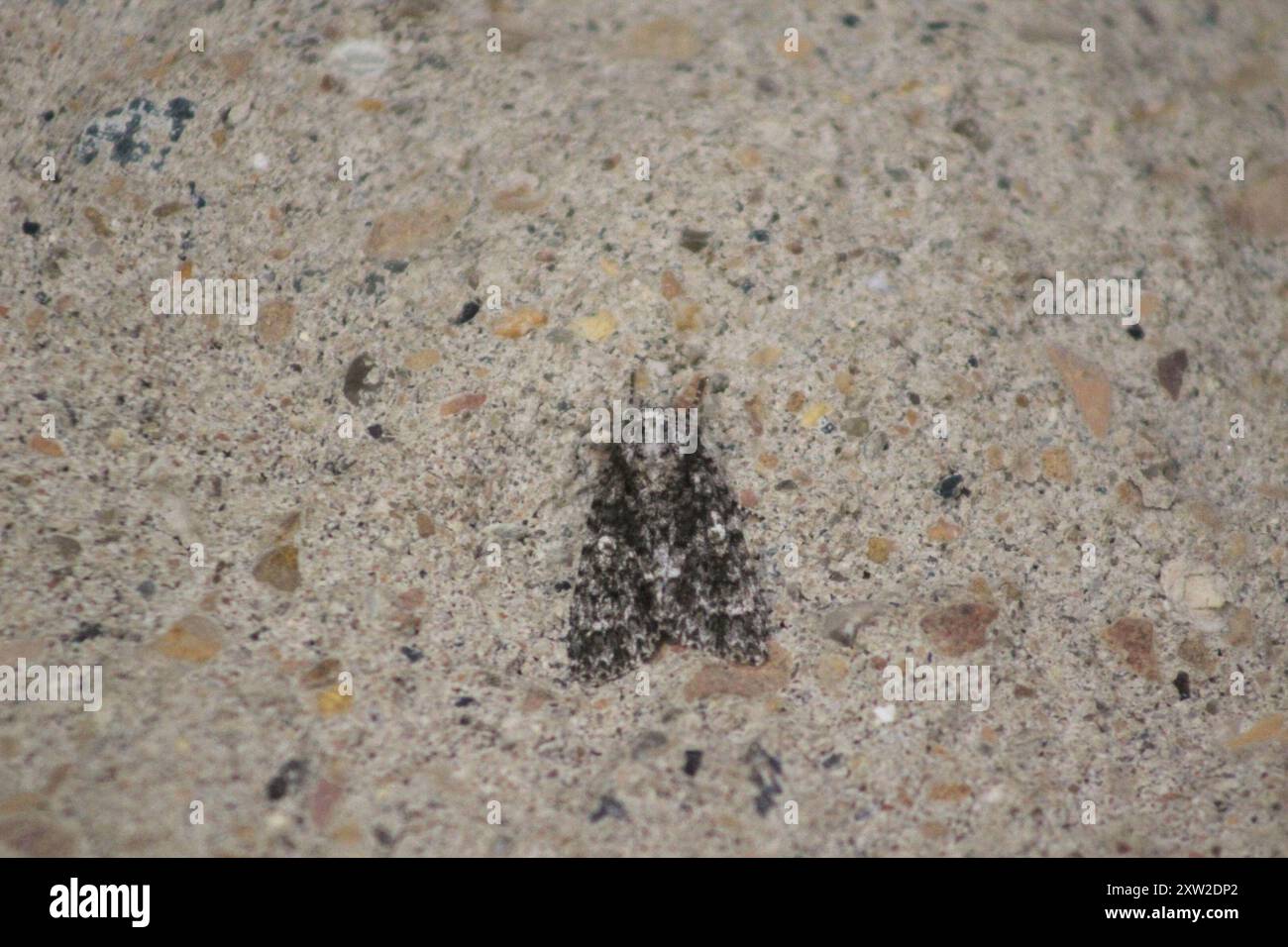 Dagger Moths (Acronicta) Insecta Stock Photo - Alamy