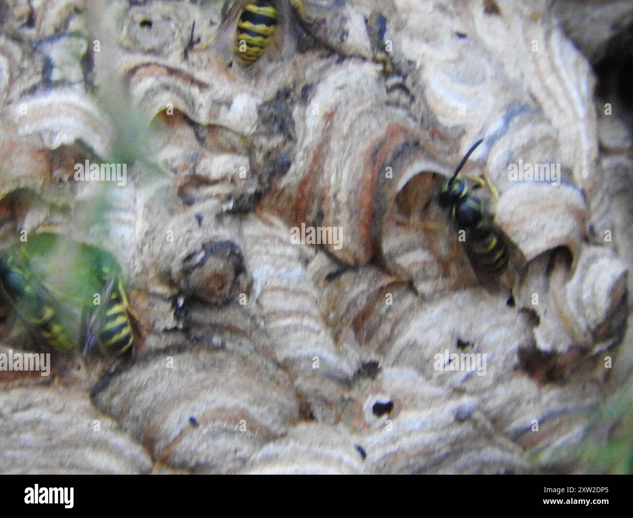 Alaska Yellowjacket (Vespula alascensis) Insecta Stock Photo - Alamy