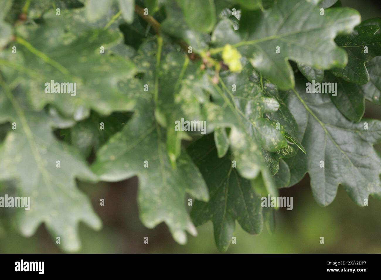 Knopper Gall Wasp (Andricus quercuscalicis) Insecta Stock Photo - Alamy
