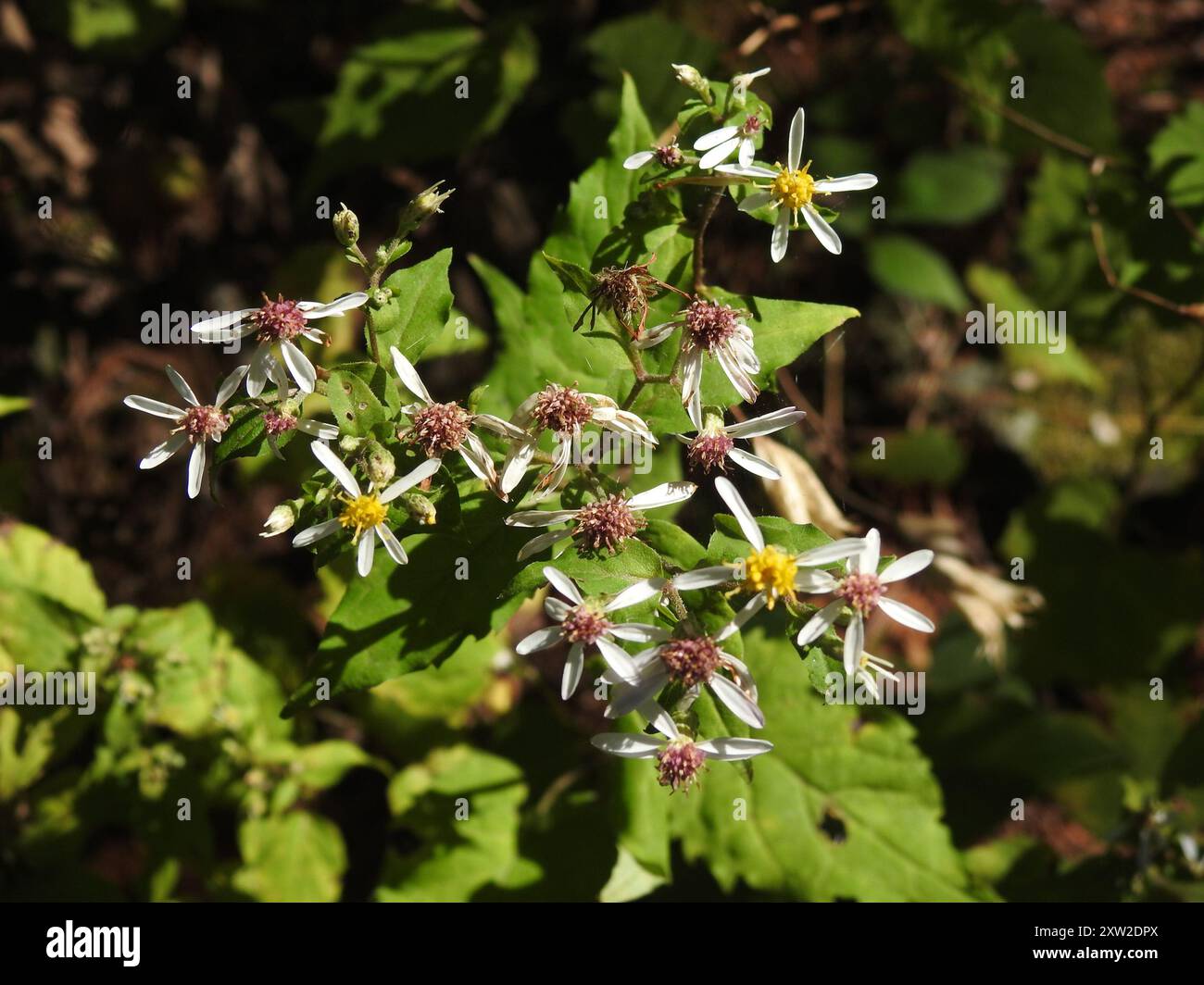 White Wood Aster (Eurybia divaricata) Plantae Stock Photo - Alamy