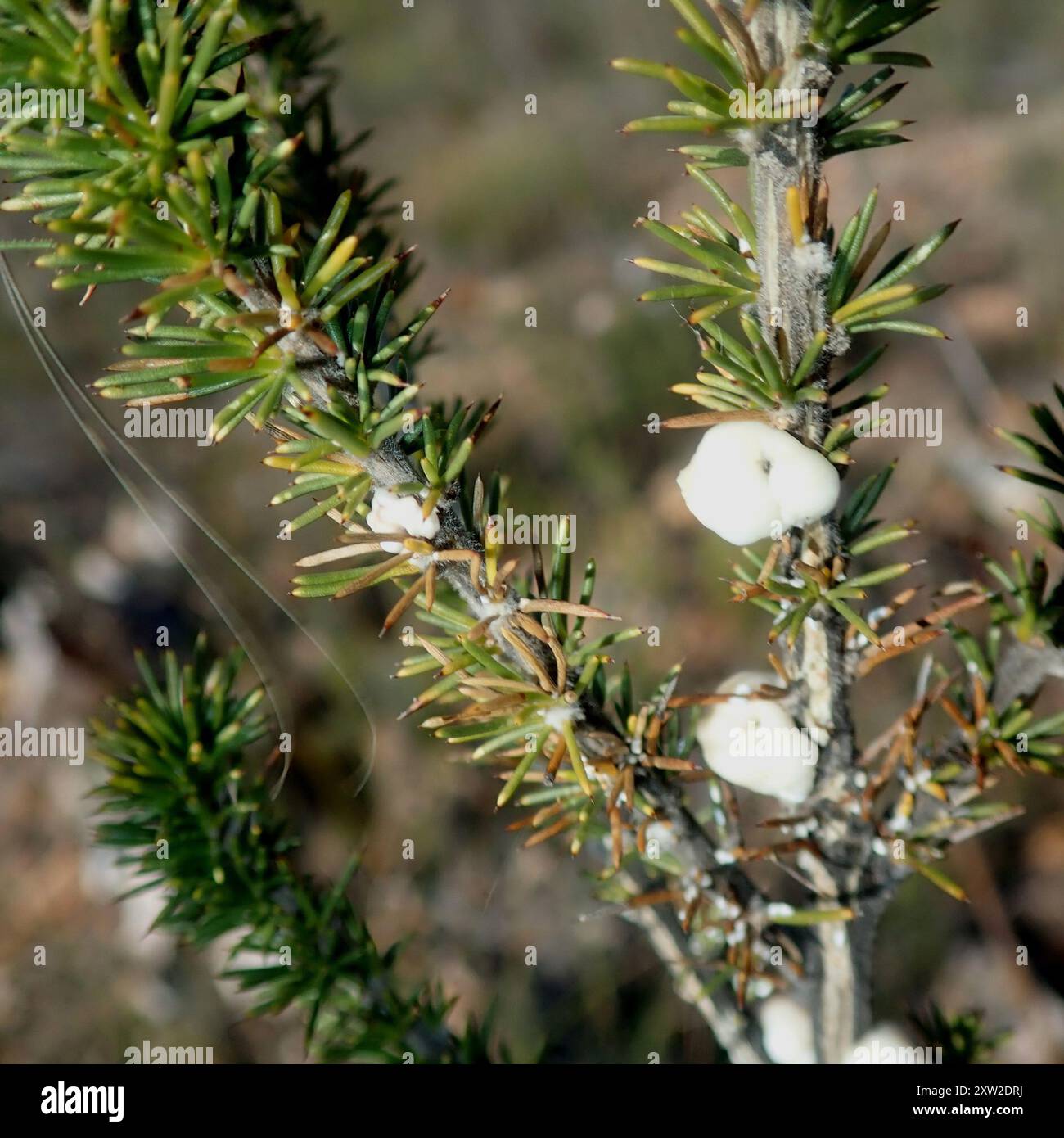 Wax Scales (Ceroplastes) Insecta Stock Photo - Alamy