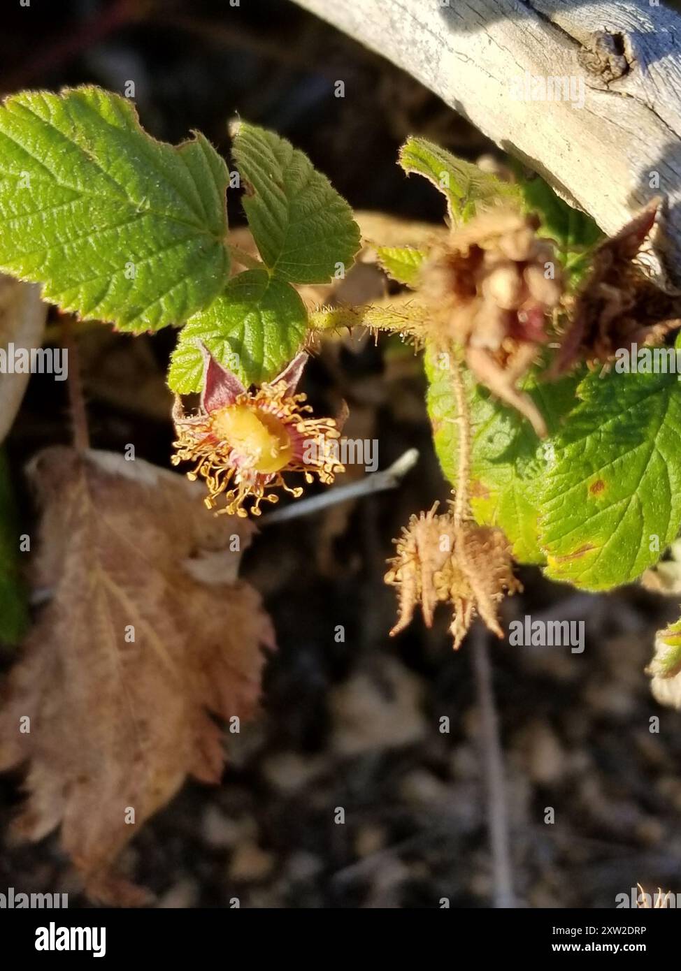 red raspberry (Rubus idaeus) Plantae Stock Photo - Alamy