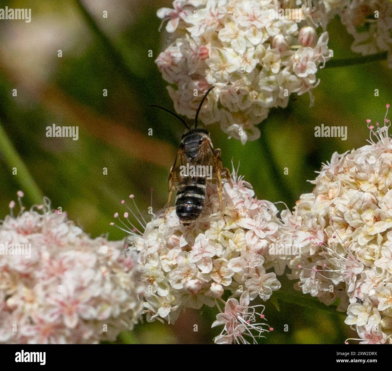 Wide-striped Sweat Bee (Halictus farinosus) Insecta Stock Photo - Alamy