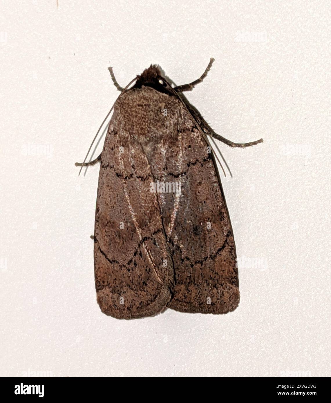 Red-breasted Dart (Protolampra rufipectus) Insecta Stock Photo - Alamy