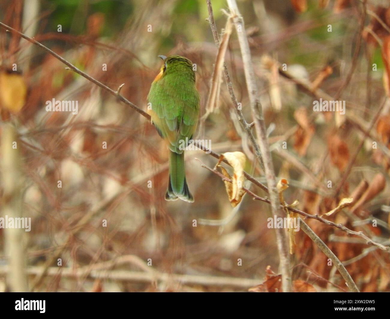 Little Bee-eater (Merops pusillus) Aves Stock Photo - Alamy