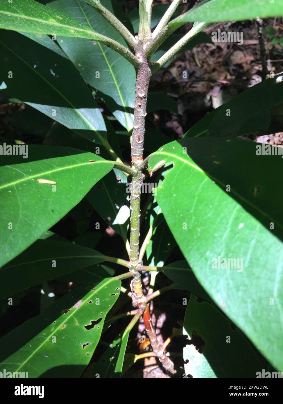 great rhododendron (Rhododendron maximum) Plantae Stock Photo - Alamy