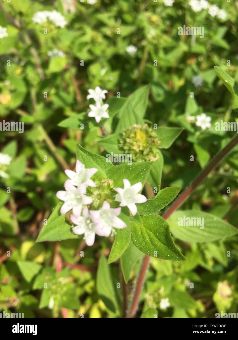 Tropical Mexican Clover (Richardia brasiliensis) Plantae Stock Photo ...