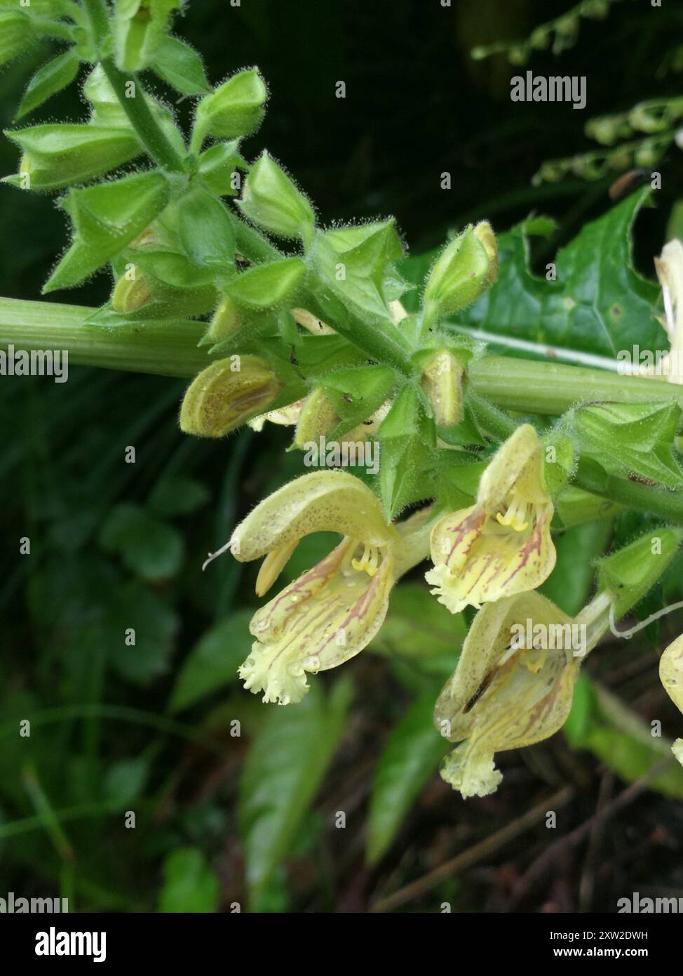 Sticky Sage (Salvia glutinosa) Plantae Stock Photo - Alamy
