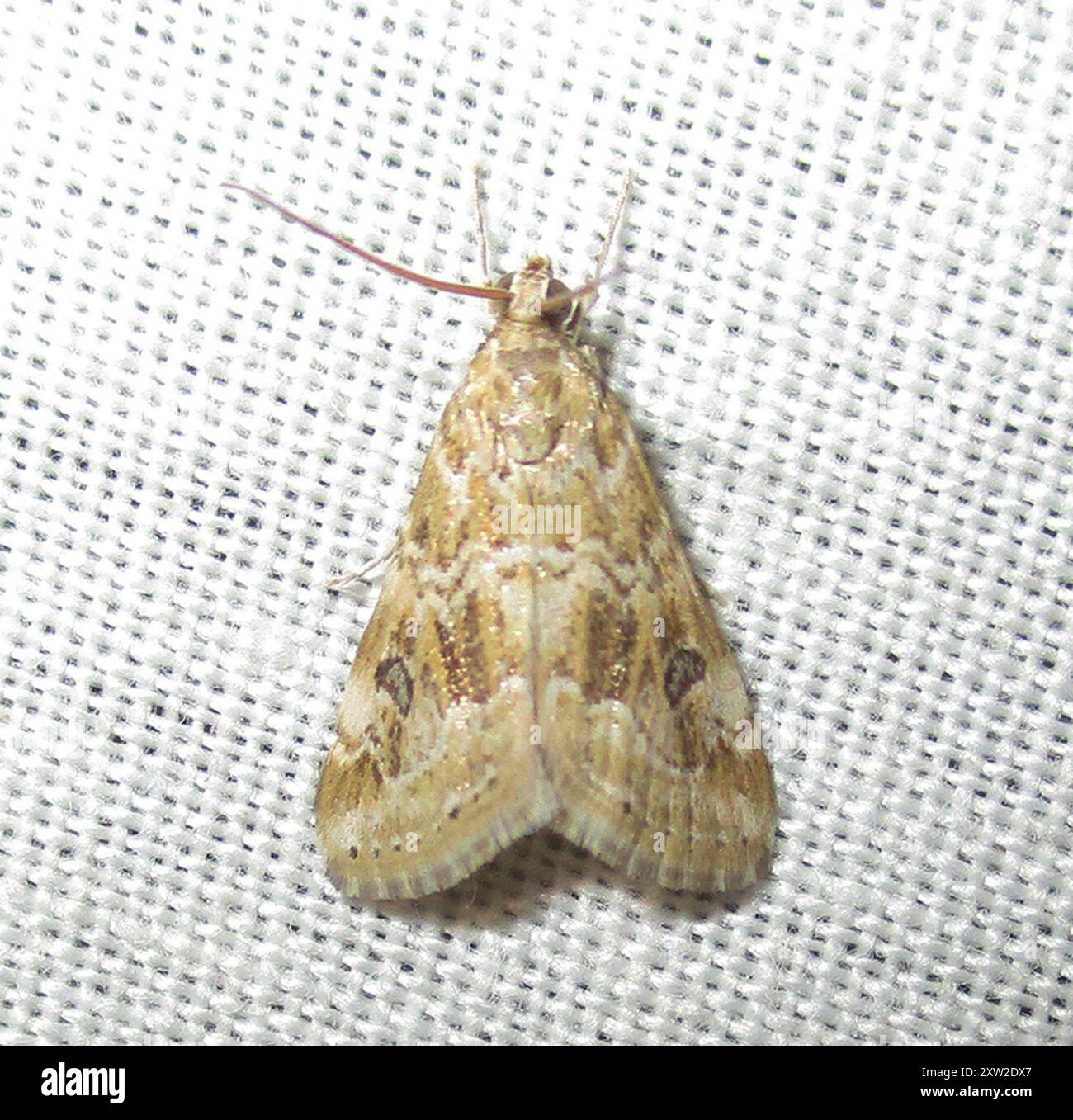 Old World Webworm (Hellula undalis) Insecta Stock Photo - Alamy