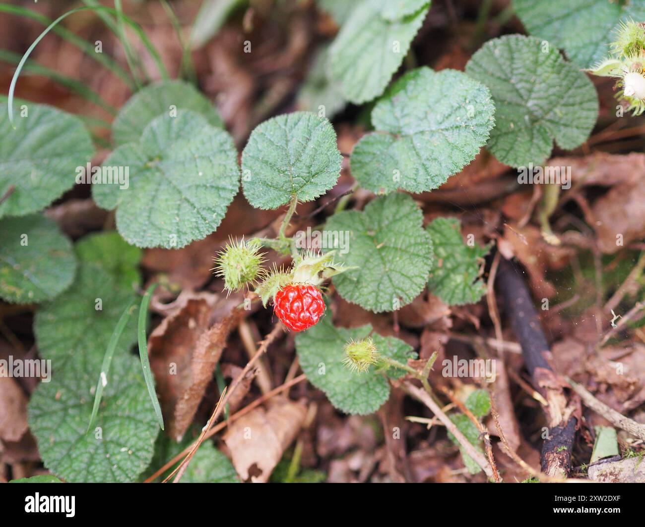 (Rubus pectinellus) Plantae Stock Photo - Alamy