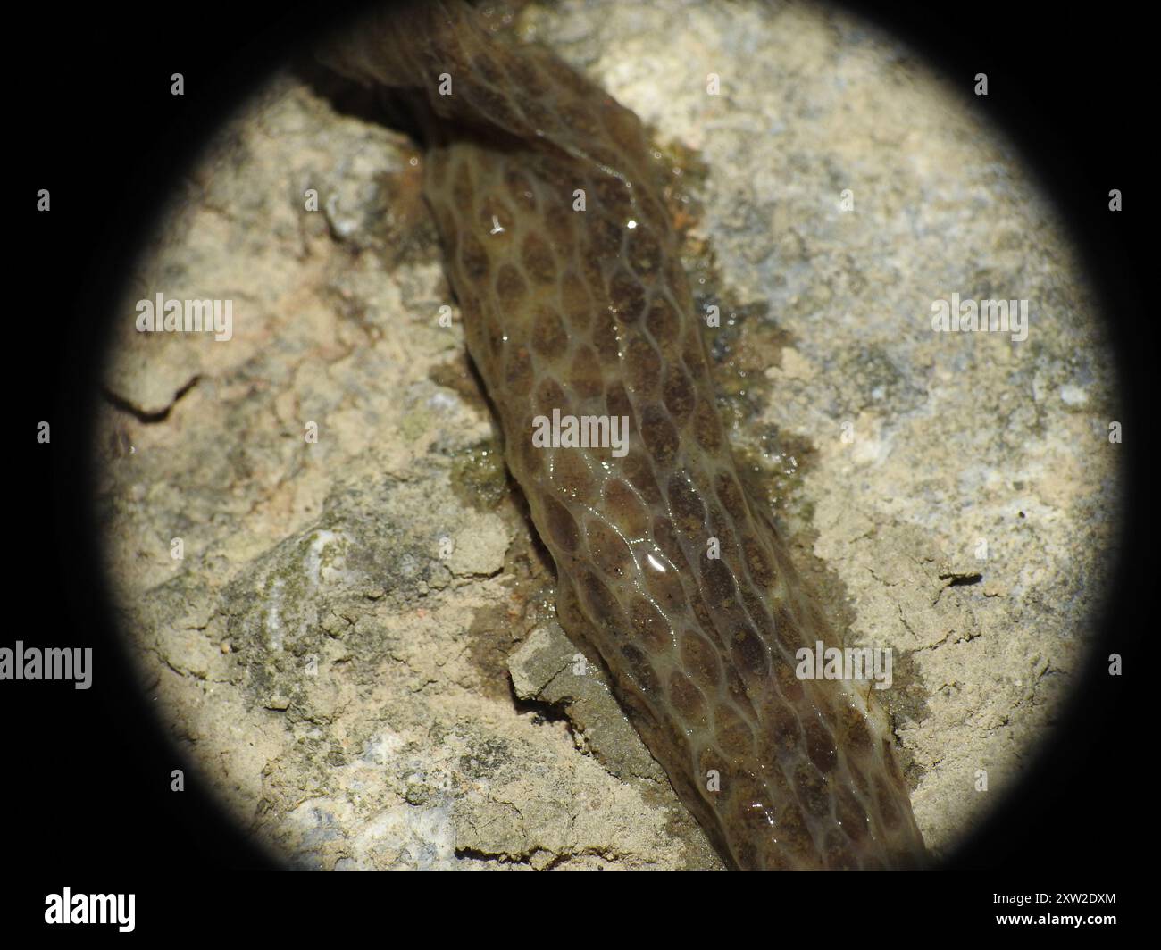 Snakes (Serpentes) Reptilia Stock Photo - Alamy