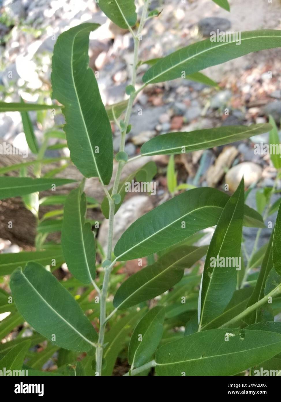 red willow (Salix laevigata) Plantae Stock Photo - Alamy